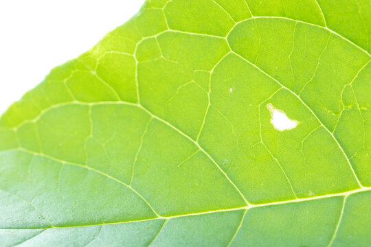 Scoke Bilder – Durchsuchen 2,395 Archivfotos, Vektorgrafiken und Videos ...