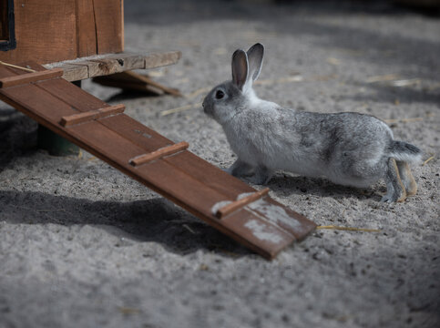 Stallhasen Bilder – Durchsuchen 490 Archivfotos, Vektorgrafiken und ...