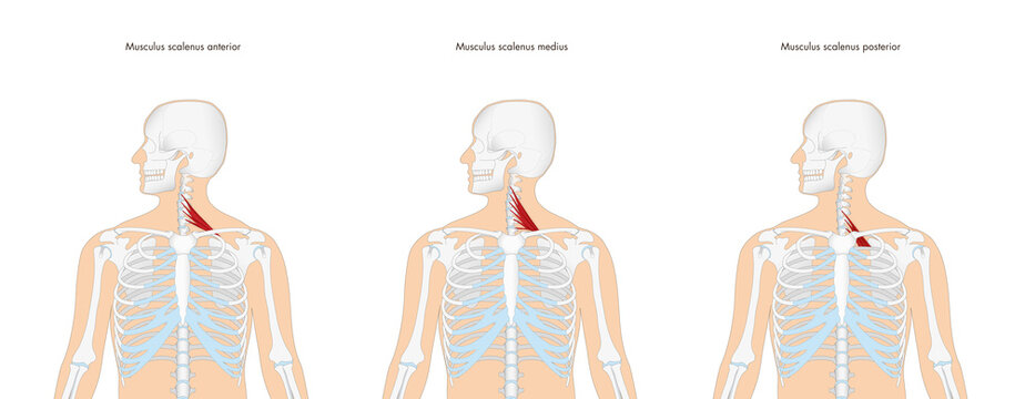 Halsmuskulatur bilder – Bläddra bland 24 stockfoton, vektorer och ...
