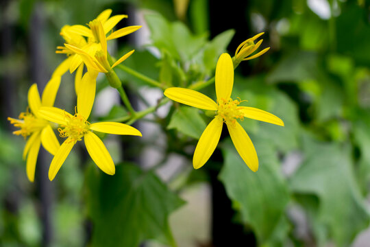 Trepador 이미지 – 찾아보기 1,618 스톡 사진, 벡터 및 비디오 | Adobe Stock