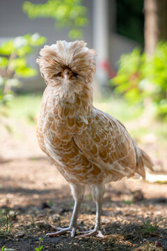 Czubatka Images – Browse 82 Stock Photos, Vectors, and Video | Adobe Stock