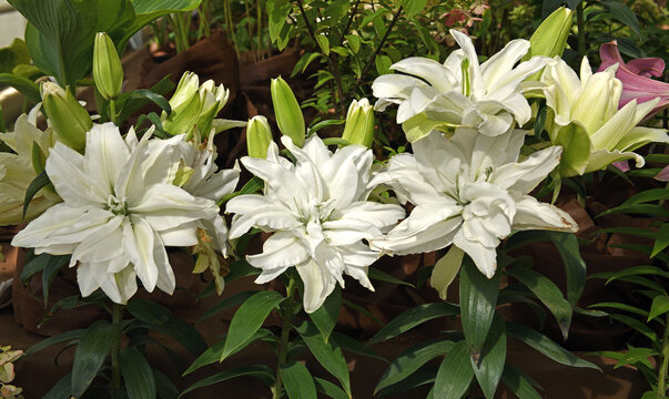 Aisha Bilder – Durchsuchen 269 Archivfotos, Vektorgrafiken und Videos ...