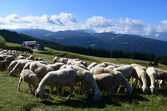 Barany-Bilder: Stock-Fotos & -Videos. | Adobe Stock