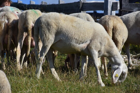 รูปภาพBarany – เลือกดูภาพถ่ายสต็อก เวกเตอร์ และวิดีโอ140 | Adobe Stock