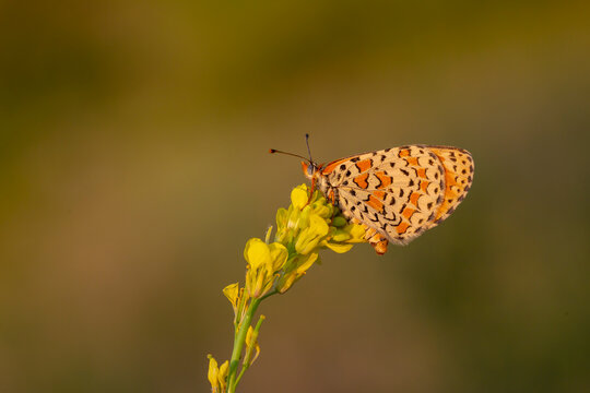 「Iparhan」の写真素材 | 86件の無料イラスト画像 | Adobe Stock