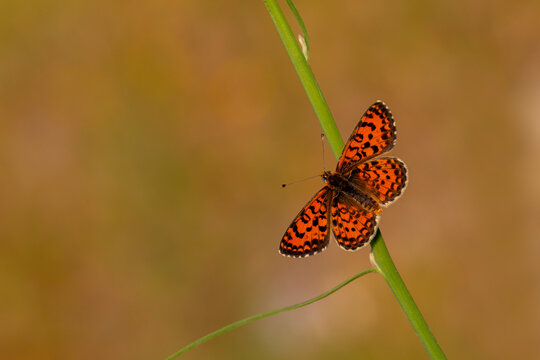 「Iparhan」の写真素材 | 86件の無料イラスト画像 | Adobe Stock