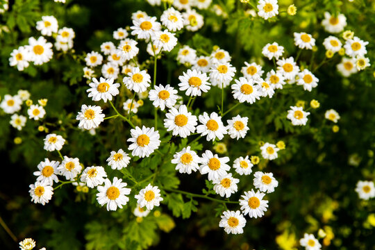 "Pyrethrum Parthenium" Images – Browse 159 Stock Photos, Vectors, and ...