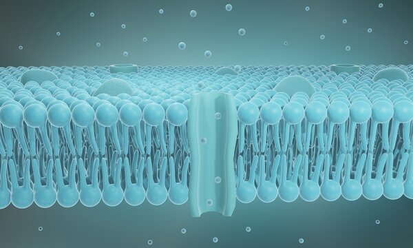 Lipid Bilayer Bilder – Durchsuchen 973 Archivfotos, Vektorgrafiken und ... Lipid Bilayer Bilder – Durchsuchen 973 Archivfotos, Vektorgrafiken und ...