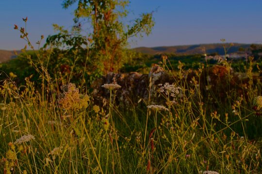 Lopin Images – Browse 32 Stock Photos, Vectors, and Video | Adobe Stock