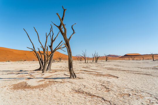 Kameeldoring bilder – Bläddra bland 1,669 stockfoton, vektorer och ...