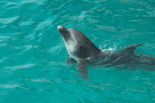 Dolphine Billeder – Gennemse 411 stockfotos, vektorer og videoer | Adobe Stock