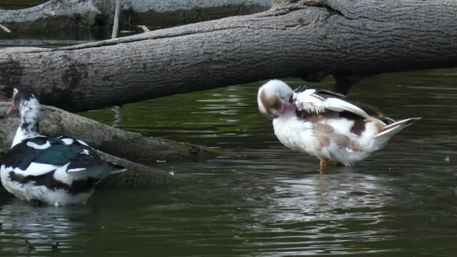 Mulard Images – Browse 565 Stock Photos, Vectors, and Video | Adobe Stock