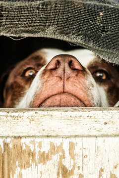 รูปภาพNosey – เลือกดูภาพถ่ายสต็อก เวกเตอร์ และวิดีโอ52,896 | Adobe Stock