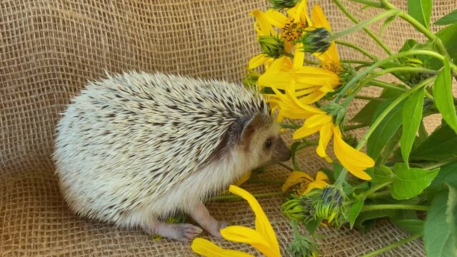 Igelrochen Bilder – Durchsuchen 807 Archivfotos, Vektorgrafiken und ...