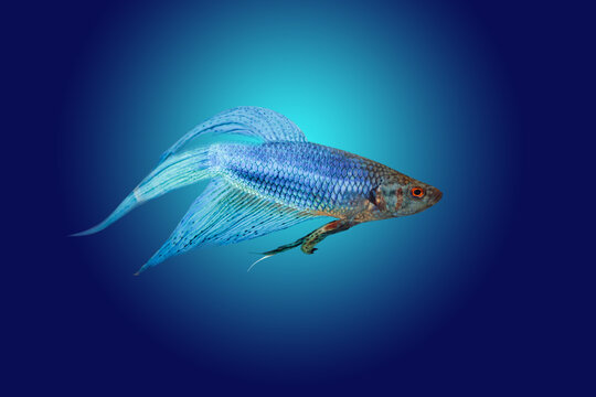 Blue Female Betta Fish