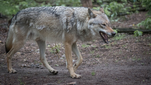 "Canis Lupus Lupus" Bilder – Durchsuchen 4,980 Archivfotos ...