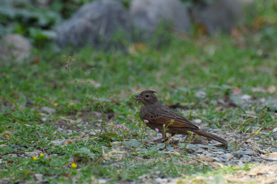 Feldspatzen Bilder – Durchsuchen 6,670 Archivfotos, Vektorgrafiken und ...
