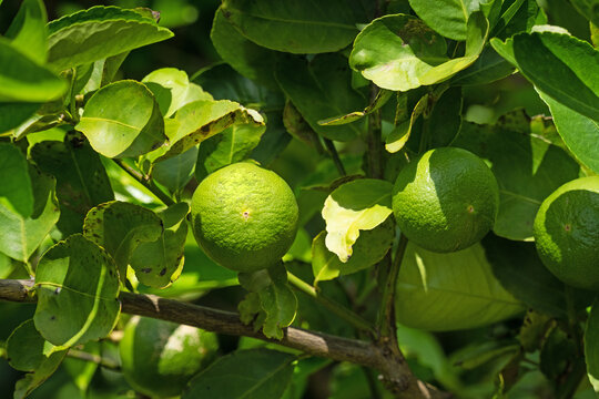 Zitrus bilder – Bläddra bland 5,377 stockfoton, vektorer och videor ...