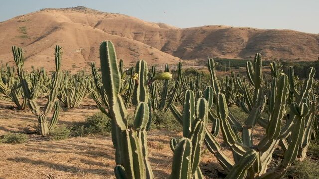 Lithophytic Images – Browse 255 Stock Photos, Vectors, and Video ...