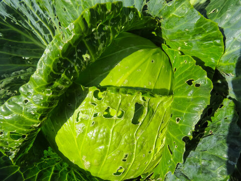 รูปภาพKail – เลือกดูภาพถ่ายสต็อก เวกเตอร์ และวิดีโอ2,216 | Adobe Stock