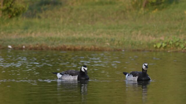 「Avialae」の画像 - 500 件の Stock 写真、ベクターおよびビデオ | Adobe Stock