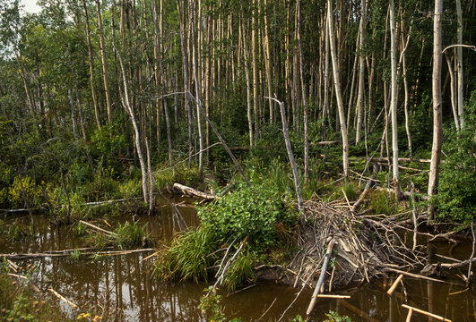 "Canadian Beaver" Images – Browse 1,894 Stock Photos, Vectors, and ...
