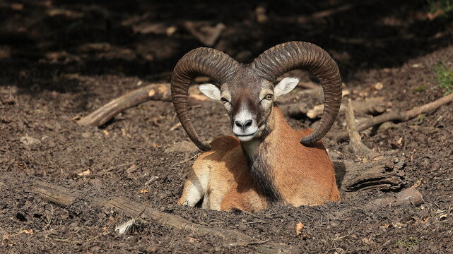 Rammen bilder – Bläddra bland 2,106 stockfoton, vektorer och videor ...