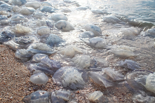 รูปภาพPulmo – เลือกดูภาพถ่ายสต็อก เวกเตอร์ และวิดีโอ267,254 | Adobe Stock