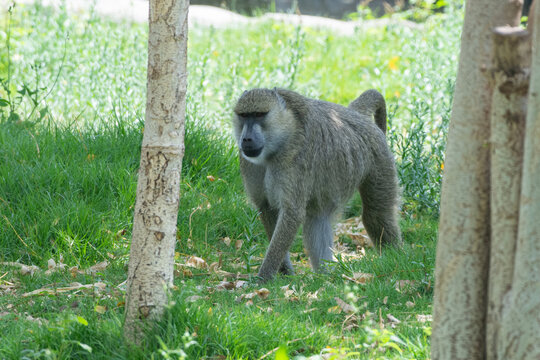 รูปภาพSimiiformes – เลือกดูภาพถ่ายสต็อก เวกเตอร์ และวิดีโอ37,788 ...