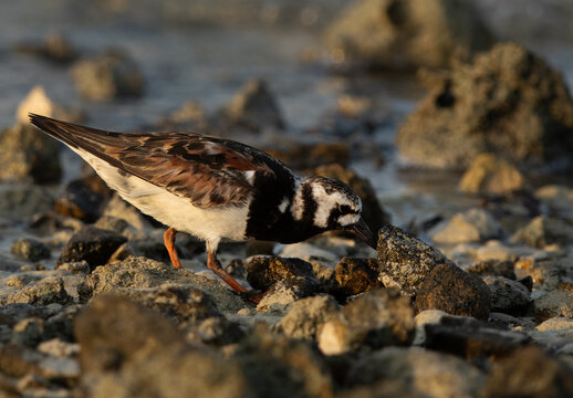 「Neoaves」の画像 - 1,144 件の Stock 写真、ベクターおよびビデオ | Adobe Stock