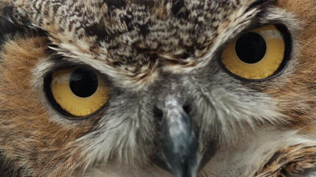 "Owl Eyes" Images – Browse 3,217 Stock Photos, Vectors, and Video | Adobe Stock