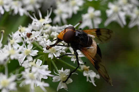 รูปภาพInsekten – เลือกดูภาพถ่ายสต็อก เวกเตอร์ และวิดีโอ50,388 | Adobe Stock