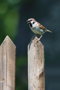 「Feldspatzen」の写真素材 | 41件の無料イラスト画像 | Adobe Stock