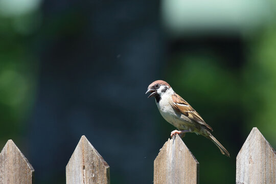 「Feldspatzen」の写真素材 | 41件の無料イラスト画像 | Adobe Stock