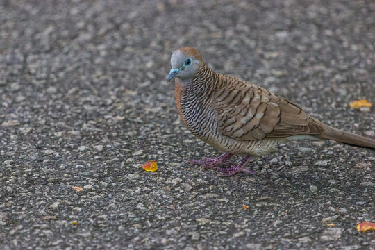 รูปภาพKurokutok – เลือกดูภาพถ่ายสต็อก เวกเตอร์ และวิดีโอ1,546 | Adobe Stock