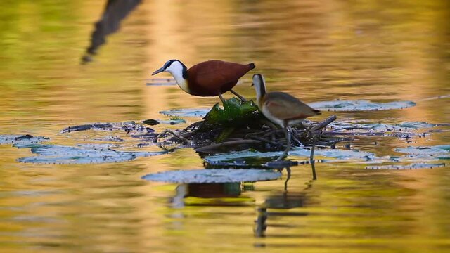 "African Jacana" Images – Browse 1,277 Stock Photos, Vectors, and Video ...