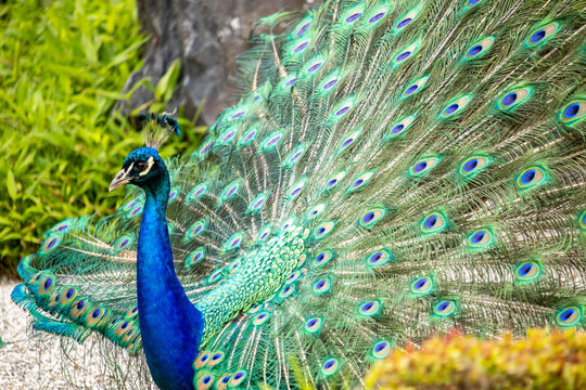 44 BEST Pecock IMAGES, STOCK PHOTOS & VECTORS | Adobe Stock