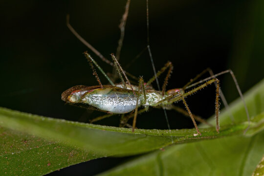 รูปภาพHarpactorinae – เลือกดูภาพถ่ายสต็อก เวกเตอร์ และวิดีโอ409 | Adobe ...