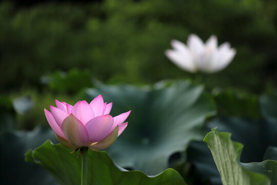 水芙蓉 Images – Browse 624 Stock Photos, Vectors, and Video | Adobe Stock