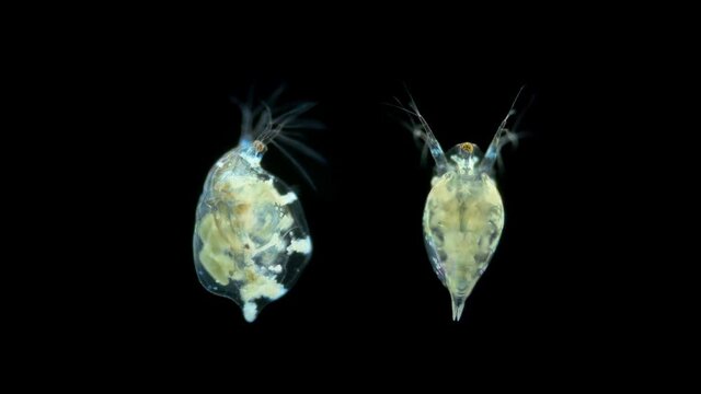 Daphnia Magna In Water