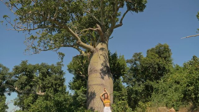 Boab Tree Images – Browse 719 Stock Photos, Vectors, and Video | Adobe ...