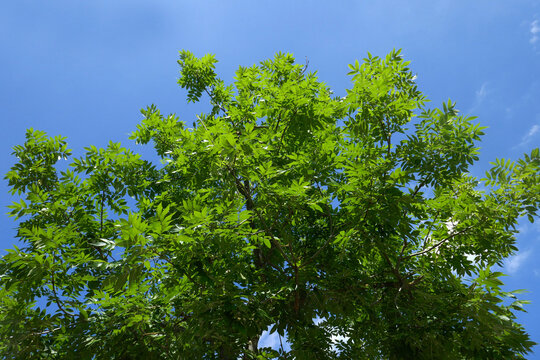 「Eschenbaum」の写真素材 | 24件の無料イラスト画像 | Adobe Stock