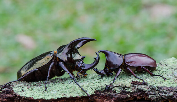 "Two Horned" Images – Browse 38 Stock Photos, Vectors, and Video ...