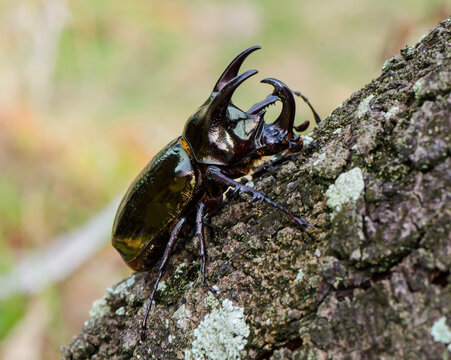"Two Horned" Images – Browse 38 Stock Photos, Vectors, and Video ...