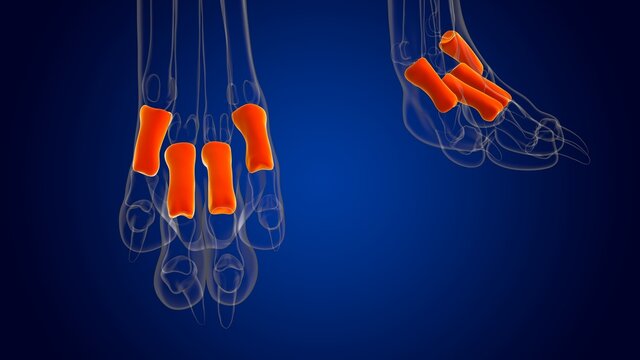 รูปภาพPhalanx – เลือกดูภาพถ่ายสต็อก เวกเตอร์ และวิดีโอ13,997 | Adobe Stock