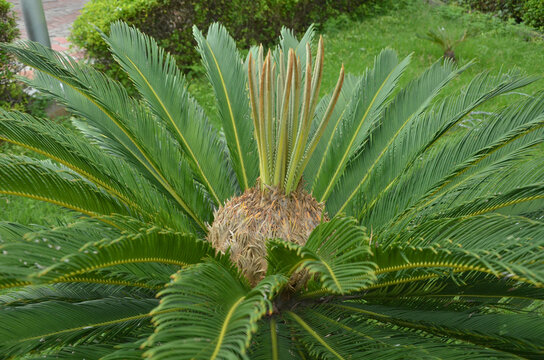 Cycas Pectinata