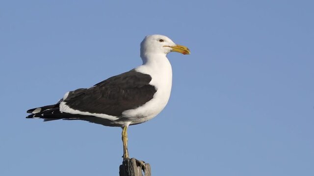 Mollyhawk Bilder – Durchsuchen 134 Archivfotos, Vektorgrafiken und ...