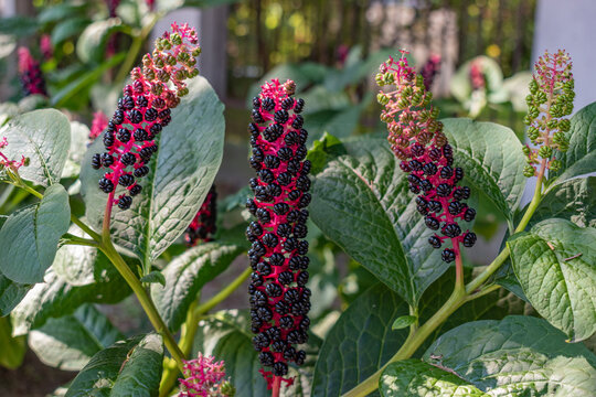 Scoke Bilder – Durchsuchen 2,632 Archivfotos, Vektorgrafiken und Videos ...