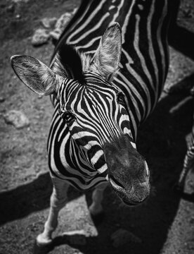 Zabra Images – Browse 154 Stock Photos, Vectors, and Video | Adobe Stock