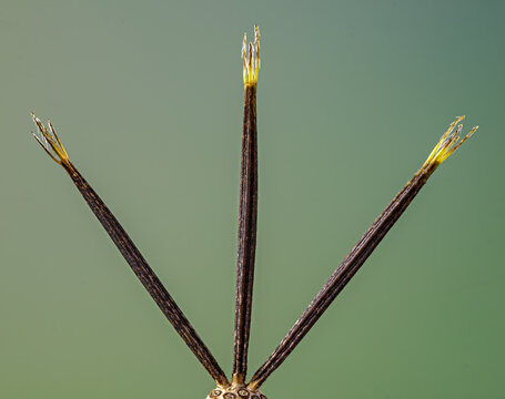 "Spanish Needle" Images – Browse 668 Stock Photos, Vectors, and Video ...